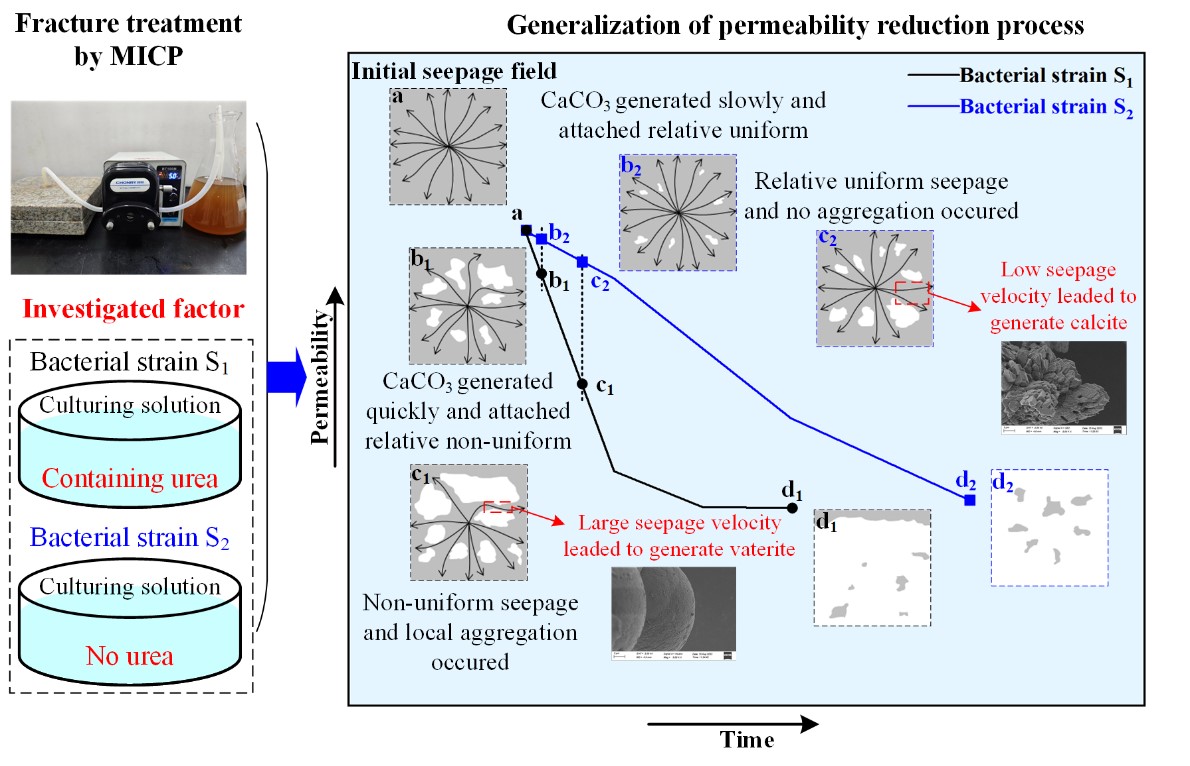 建筑工程学院石磊副教授在微生物裂隙降渗领域取得系列进展-河南大学新闻网